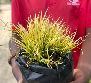 Accorus gramineus DWARF GOLD 3lt - CND Nursery